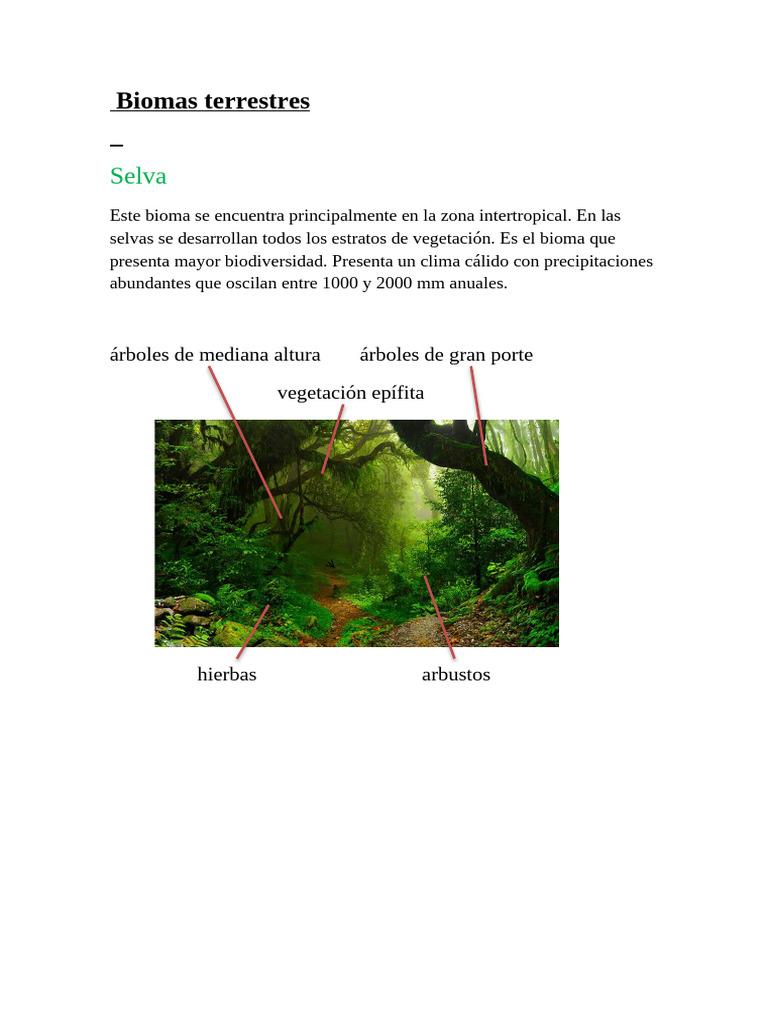 Biomas Terrestres: Tipos y Características | PDF | Zona tropical | Selva