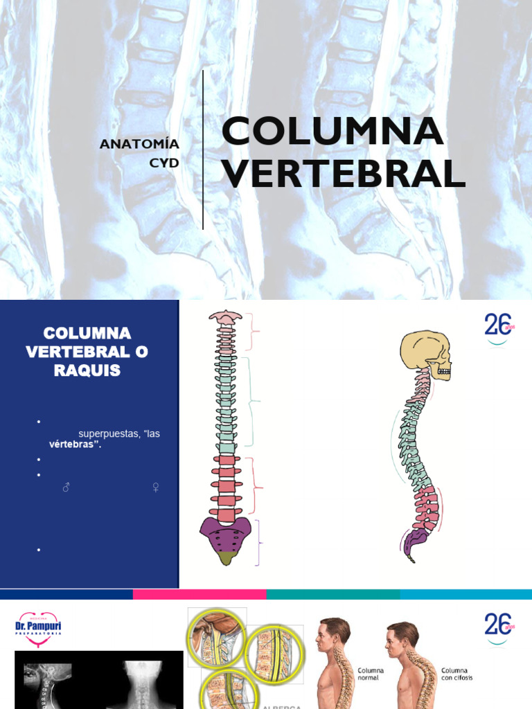 TALLER COLUMNA VERTEBRAL CyD | PDF | Vértebra | La columna vertebral
