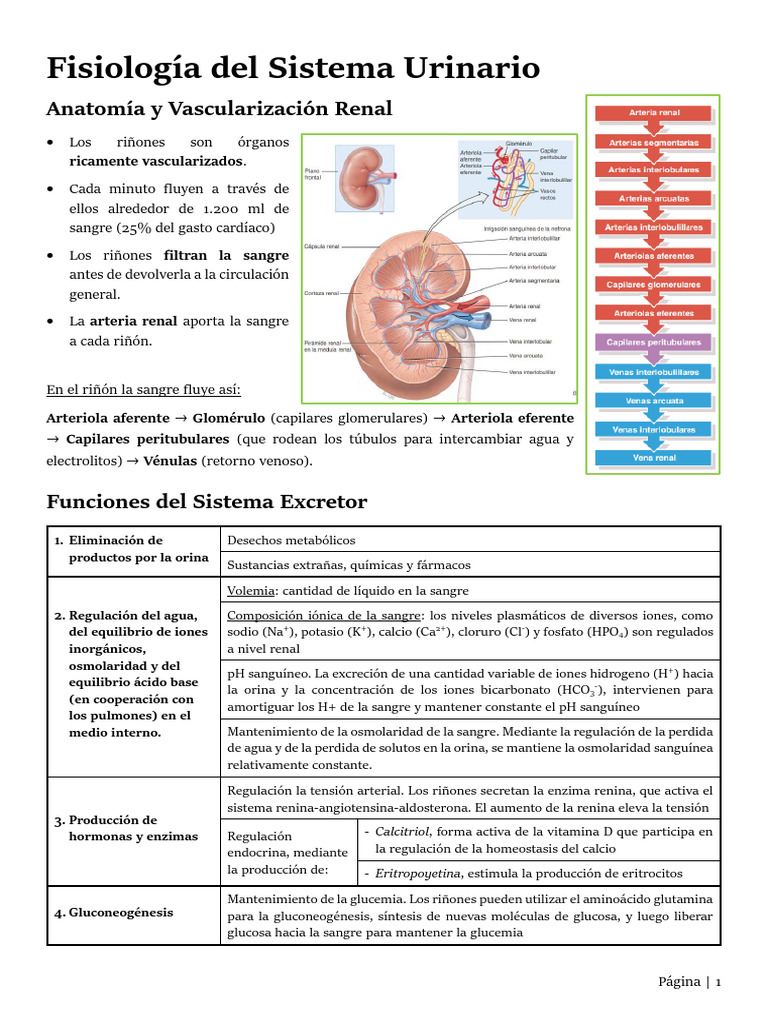 Fisiología Del Sistema Urinario y Excretor | PDF | Riñón