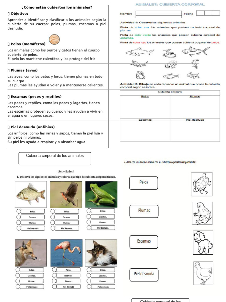 Cubierta Corporal Animales | PDF