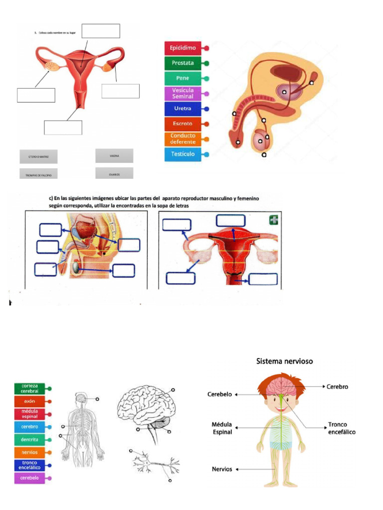 Sistemas Del Cuerpo | PDF