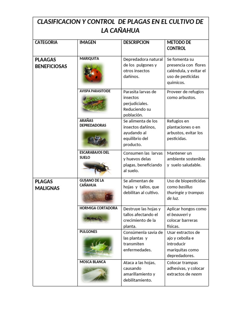 Control de Plagas en Cañahua: Métodos Efectivos | PDF | Control ...