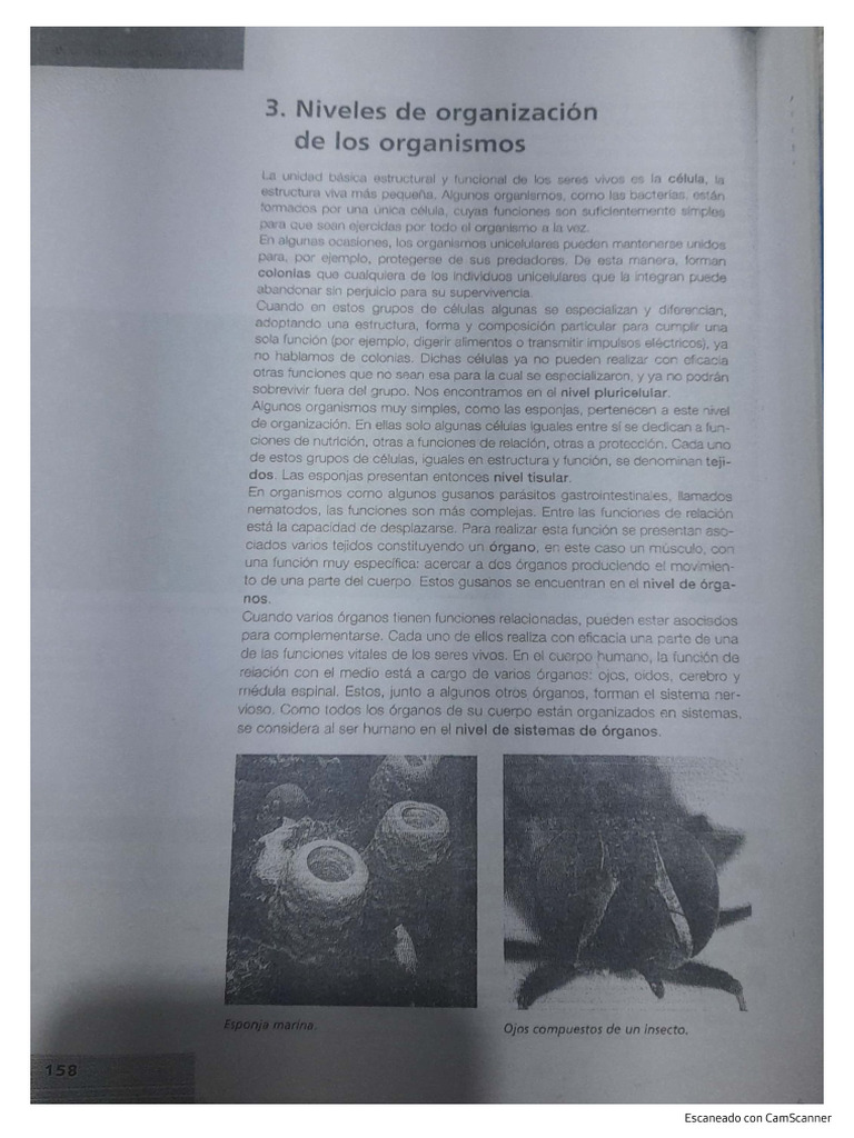 Niveles de organizaci-n 1 | PDF