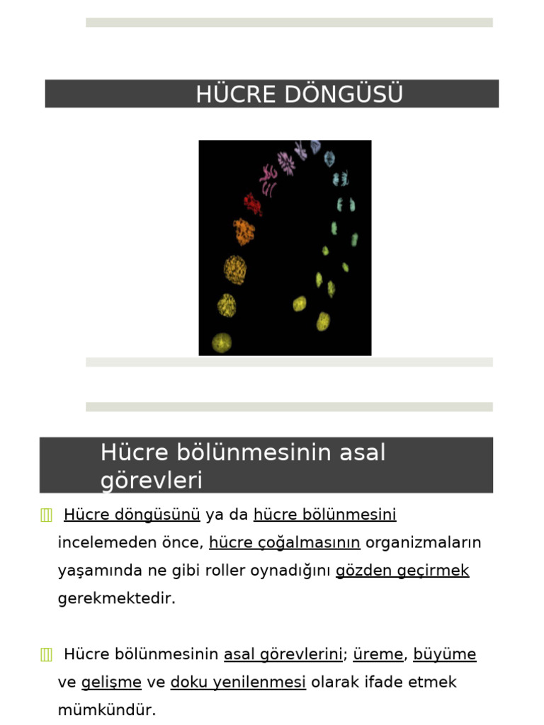 12-hucre-dongusu | PDF