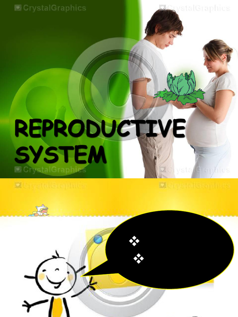 Chapter 9A Reproductive System | PDF | Uterus | Testicle
