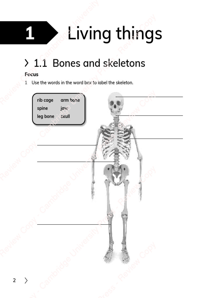 Science 4 Workbook PDF Free 8 | PDF | Musculoskeletal System | Skeletal ...
