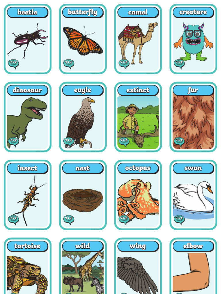 Yle Flyers Exam Flashcards | PDF