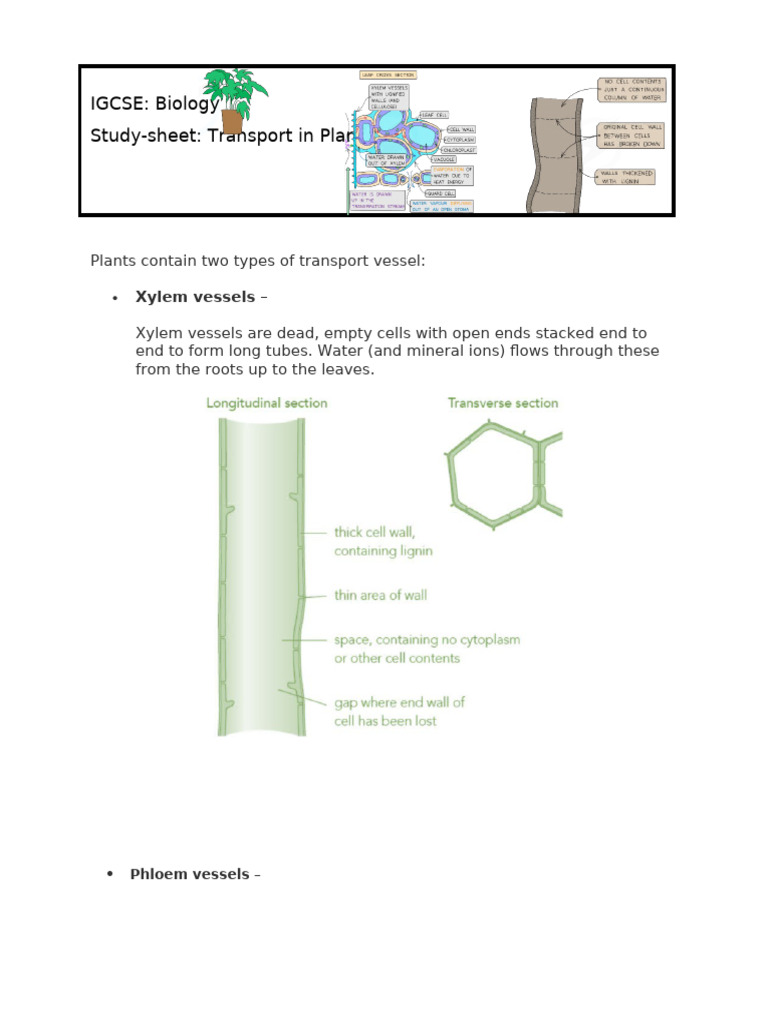 Chapter 8. Transport in Plants | PDF | Leaf | Plants