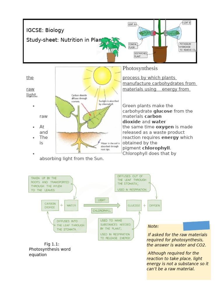 Chapter 6. Plant Nutrition | PDF | Photosynthesis | Leaf