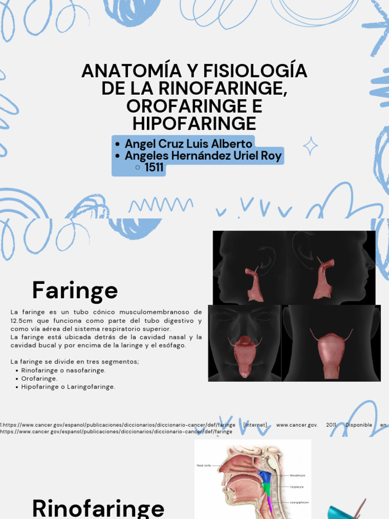 Anatomía y Fisiología de La Rinofaringe, Orofaringe e Hipofaringe | PDF ...