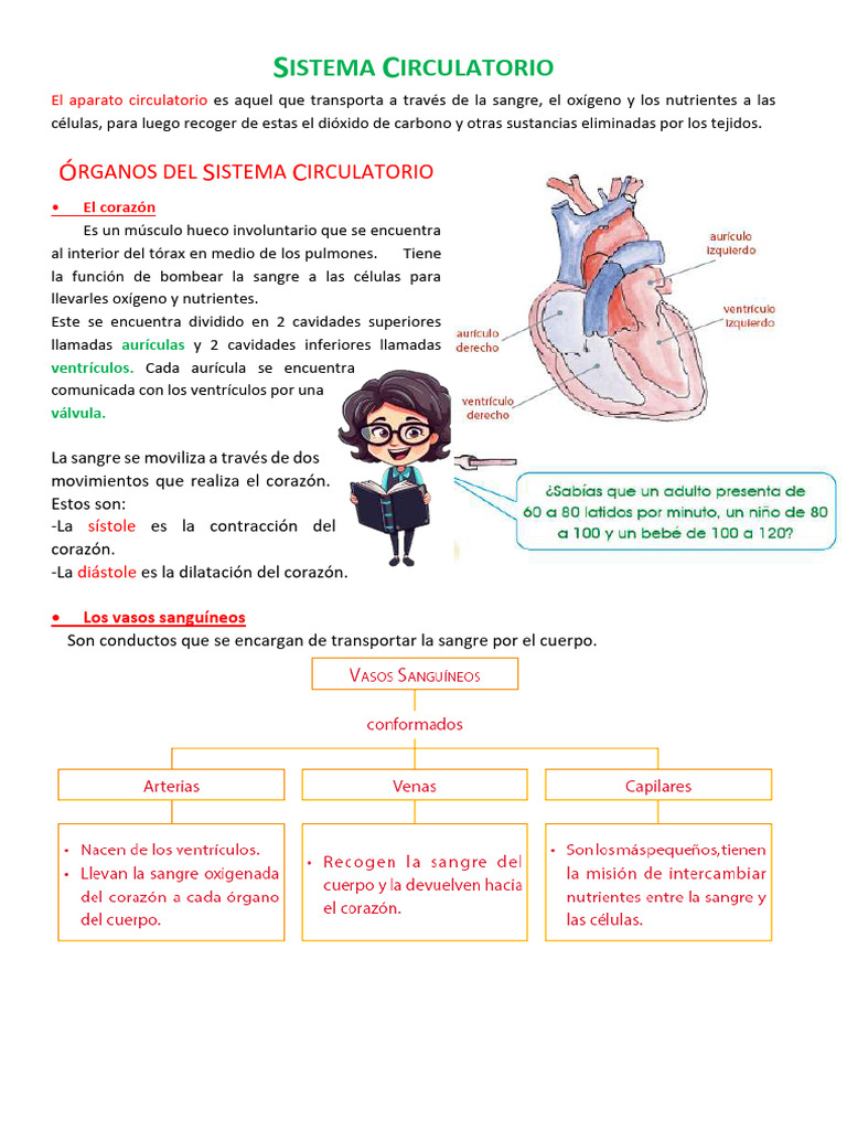Sistema Circulatorio - FICHA | PDF
