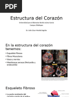 Esqueleto Fibroso del Corazón: Funciones y Estructura | PDF | Corazón ...
