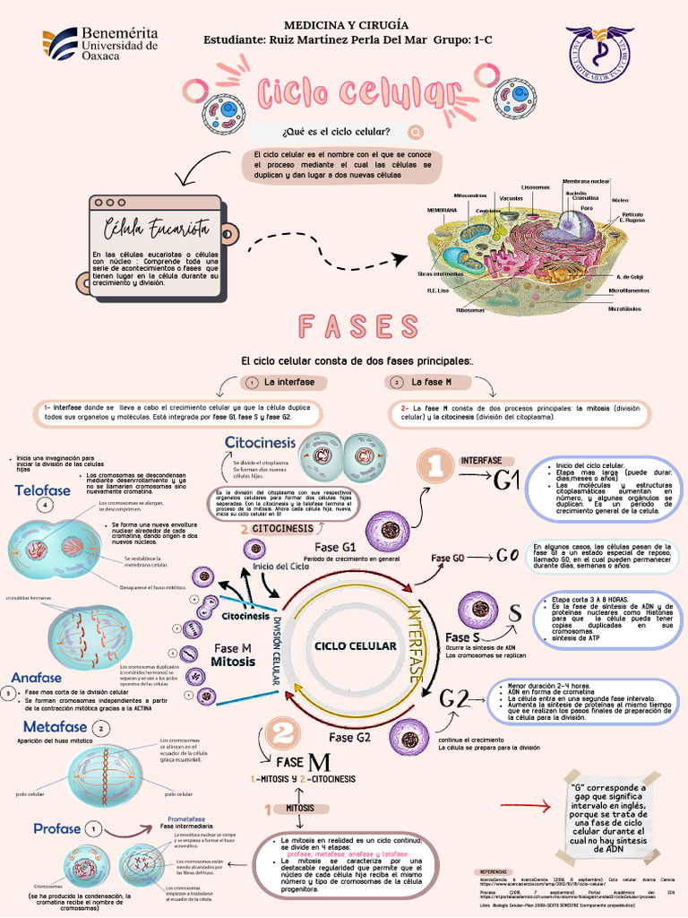 Ciclo Celular: Interfase y Mitosis | PDF | Mitosis | Biología Celular