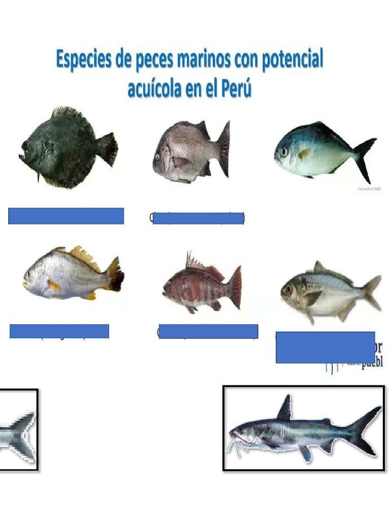 peces dek PERU | PDF