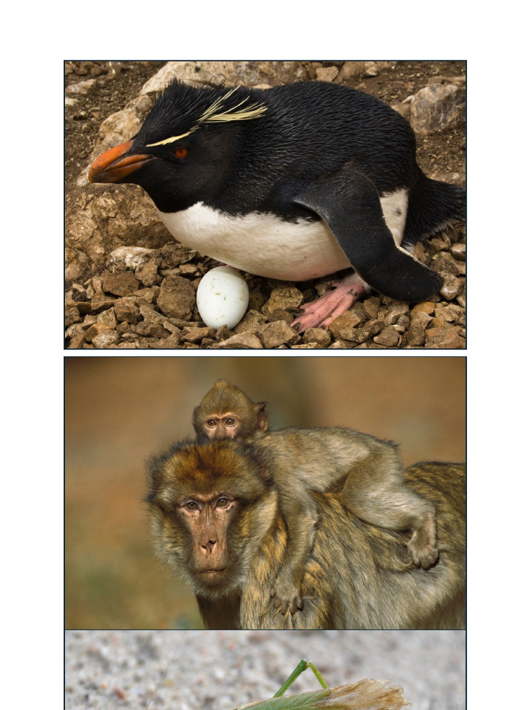 Animal Picture Cards | PDF