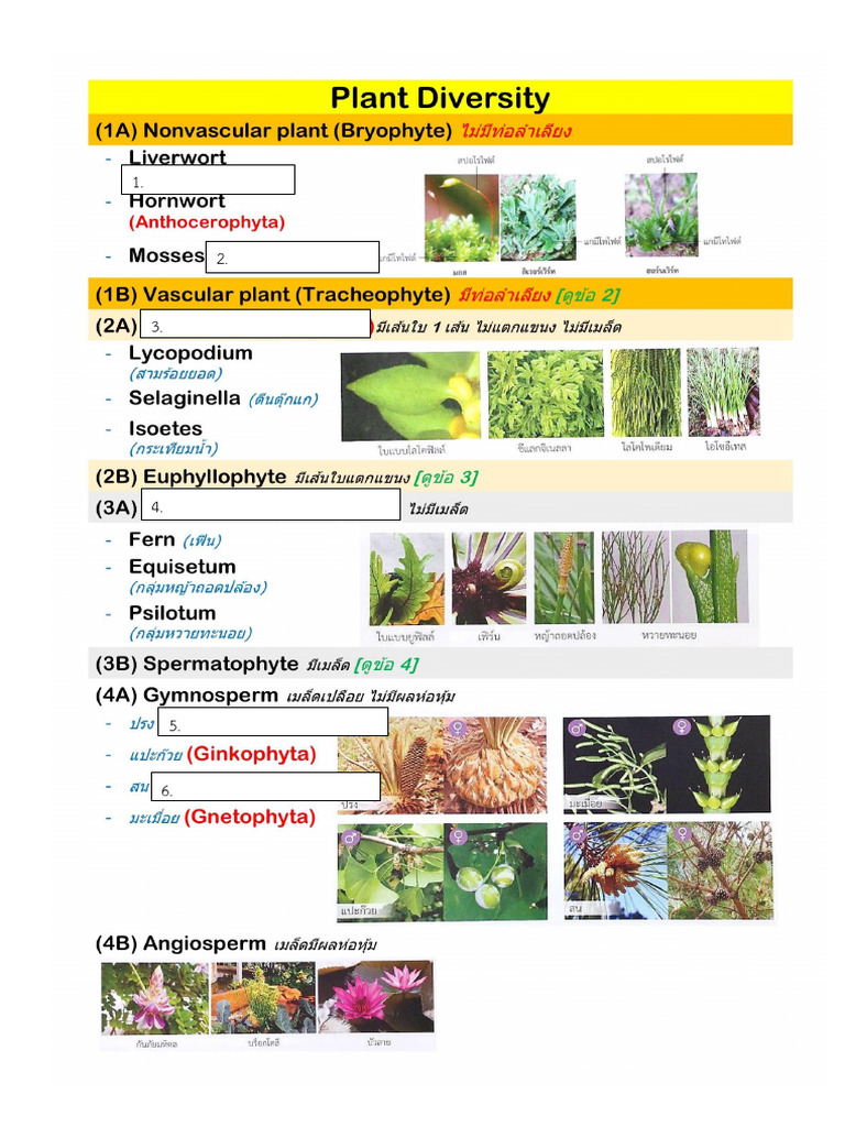 Plant Diversity | PDF