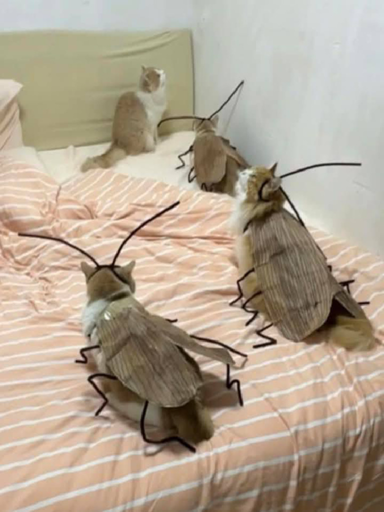 Cockroach Cat | PDF