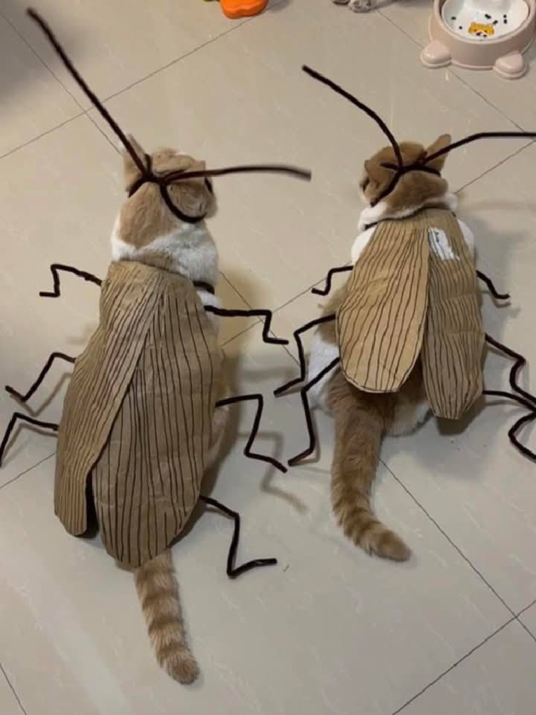 Cockroach Cat | PDF