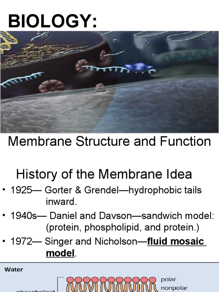 Plasmalemma Structure and Function | PDF | Cell Membrane | Biophysics