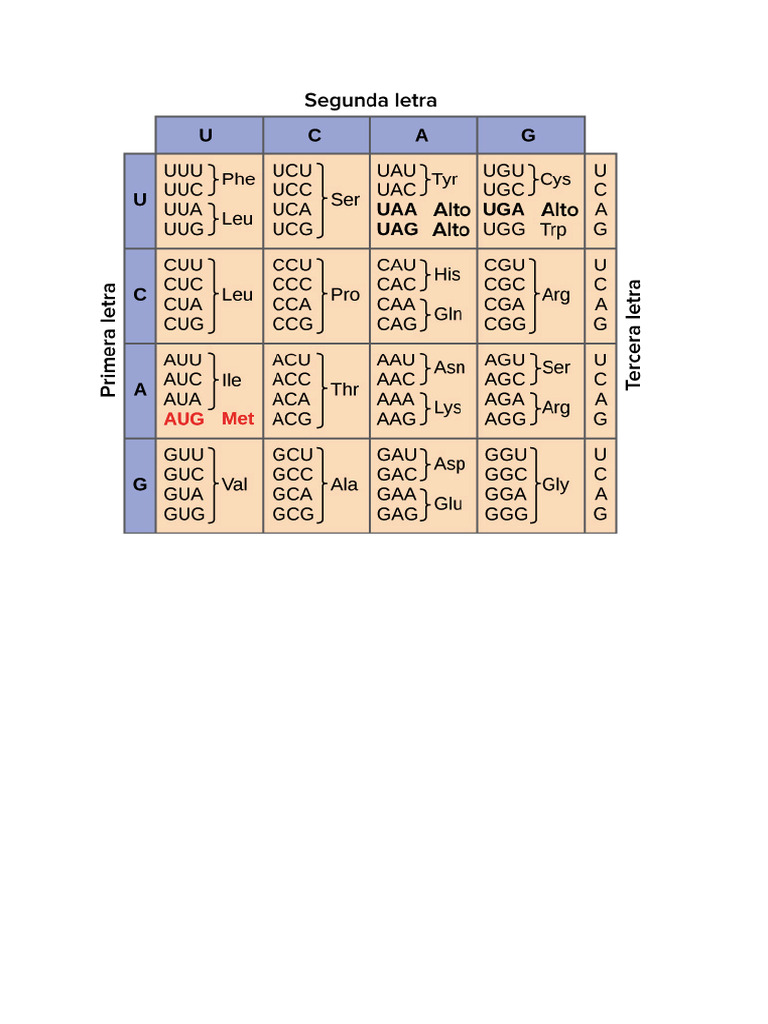 C-Digo Gen-Tico | PDF