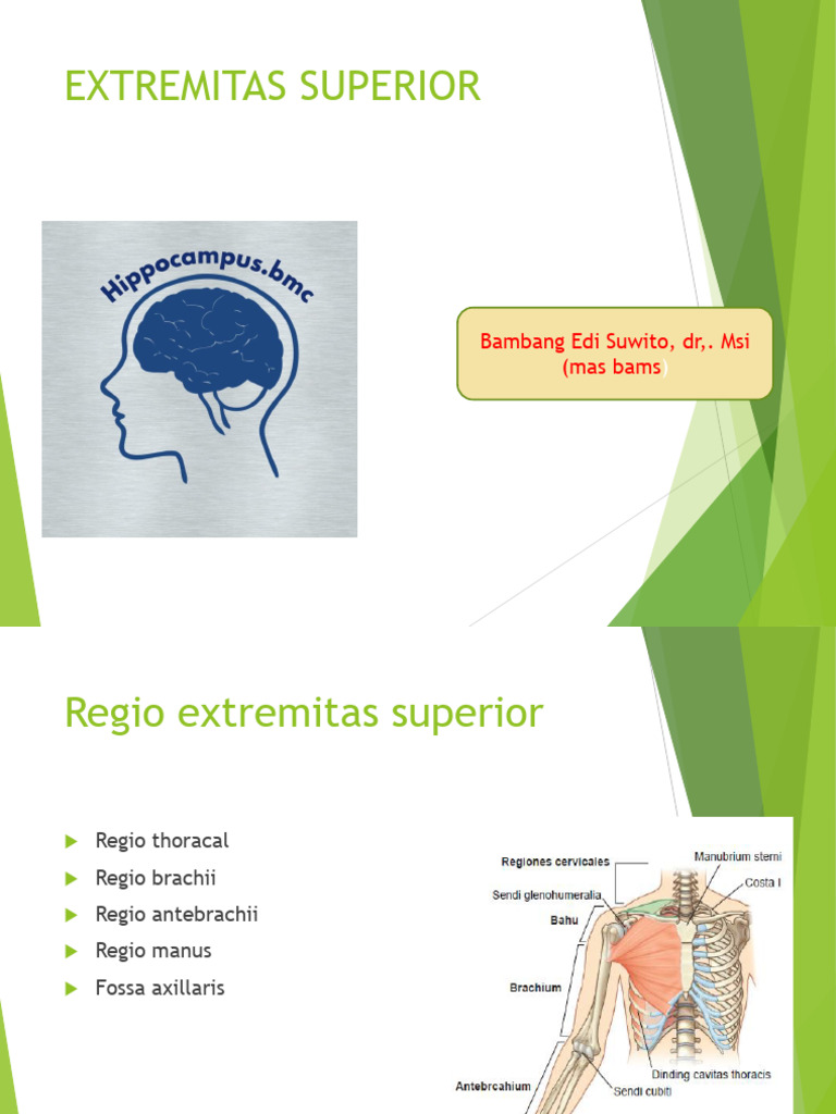 Anatomi Extremitas Superior Manusia | PDF