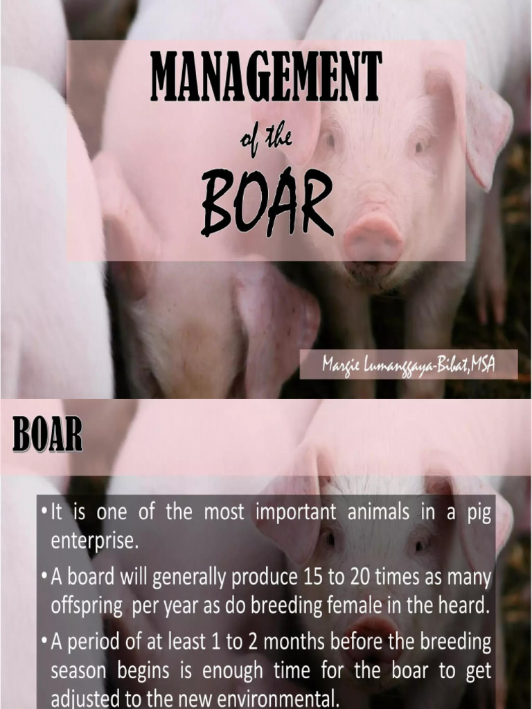 Boar | PDF