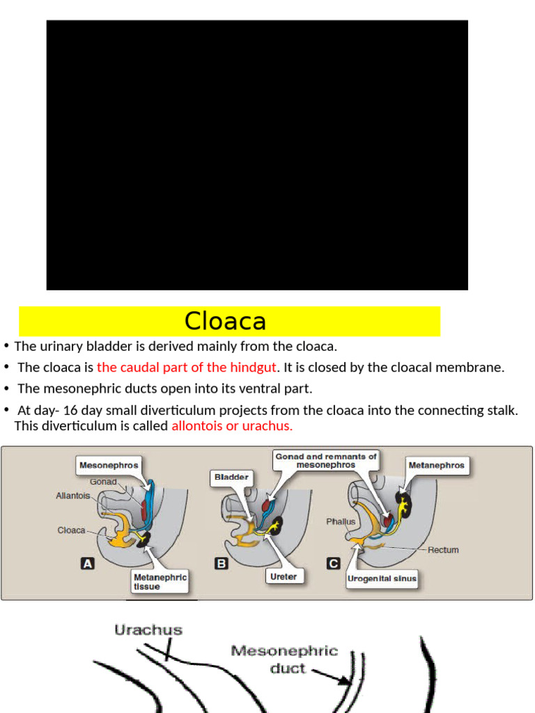 Urinary Bladder and Urethra Development | PDF | Urinary System | Urology