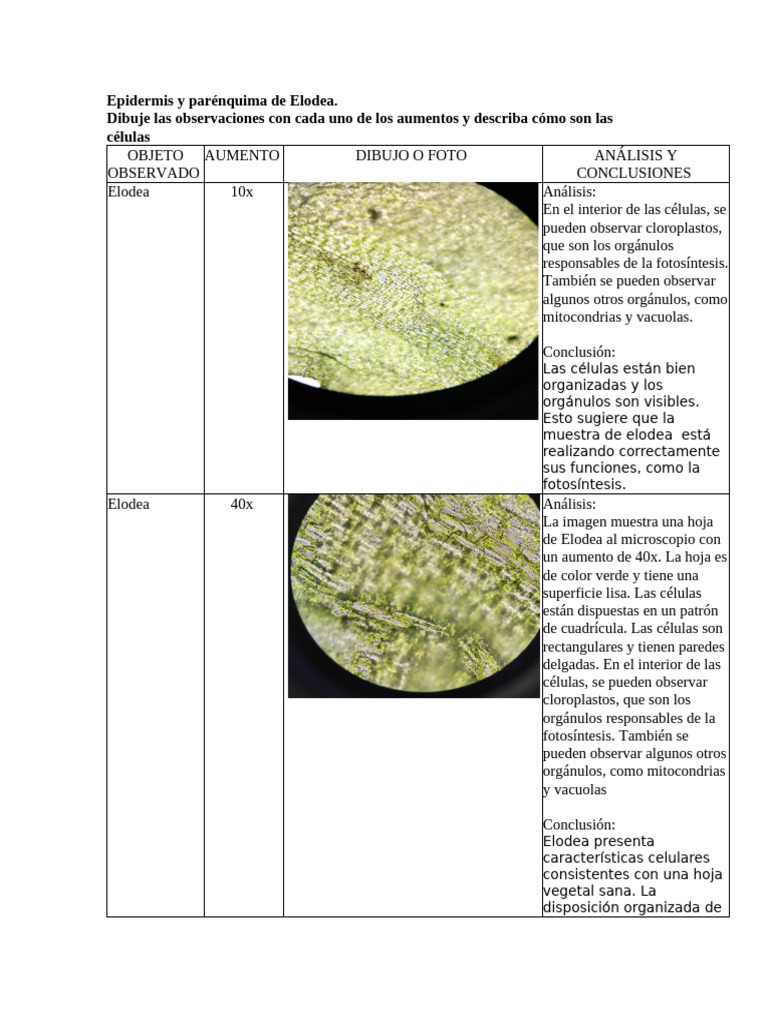Practica 3 - Slendy Pardo | PDF | Plantas | Sangre