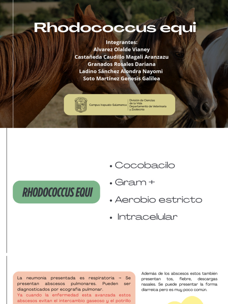 Rhodococcus Equi | PDF | Neumonía | Biología