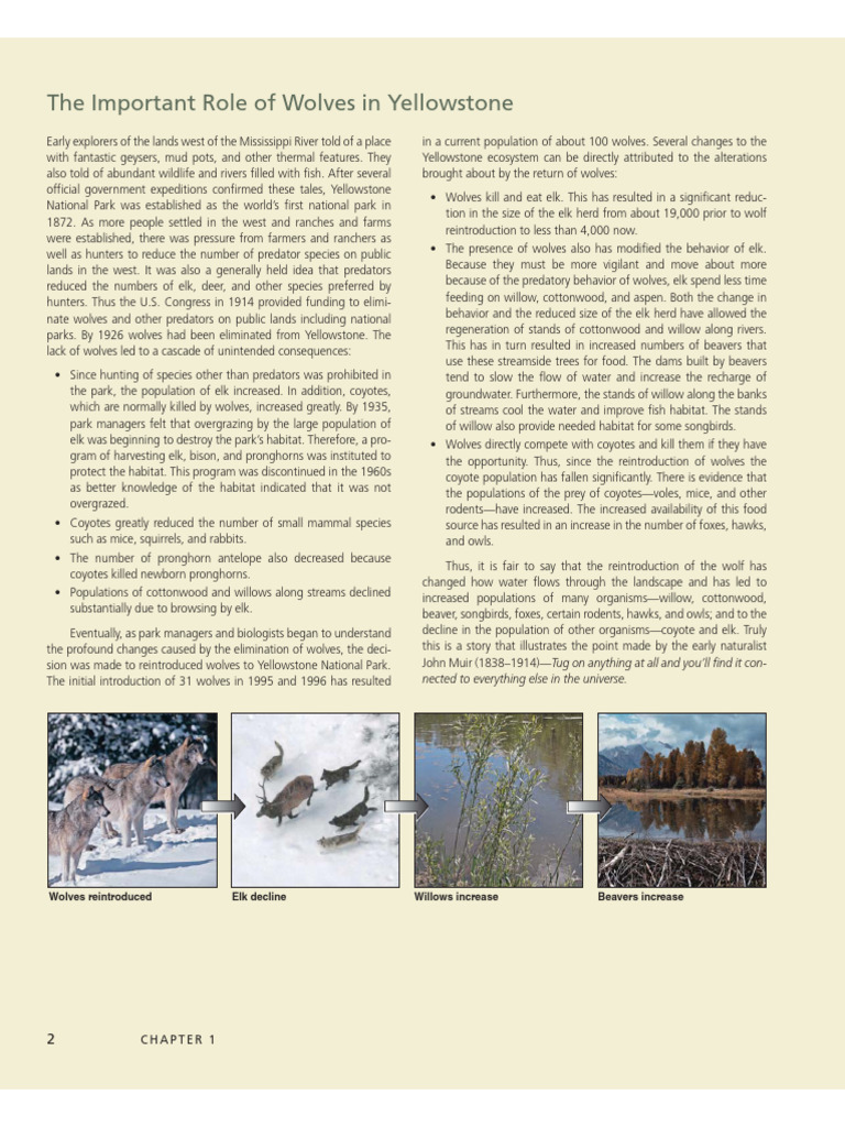 Reading - The Important Role of Wolves in Yellowstone | PDF | Coyote ...