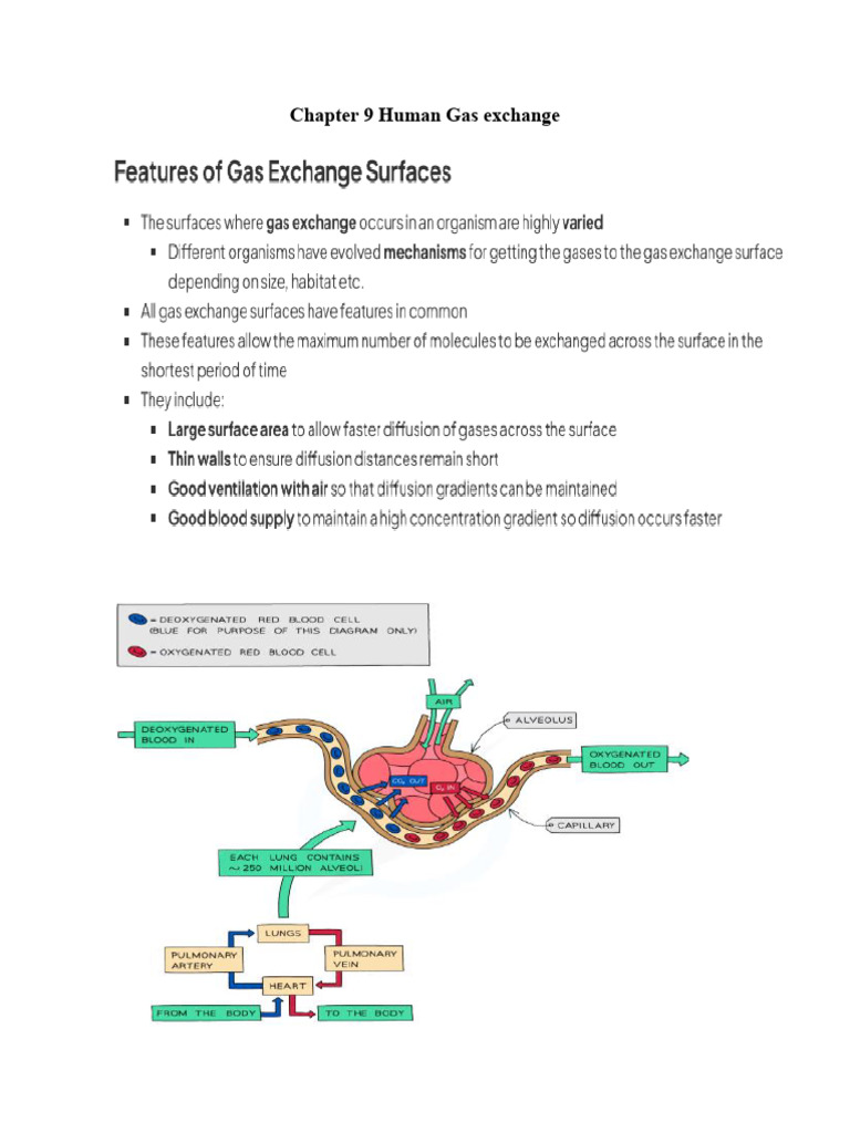 Chapter 9 Human Gas Exchange Notes(6) | PDF