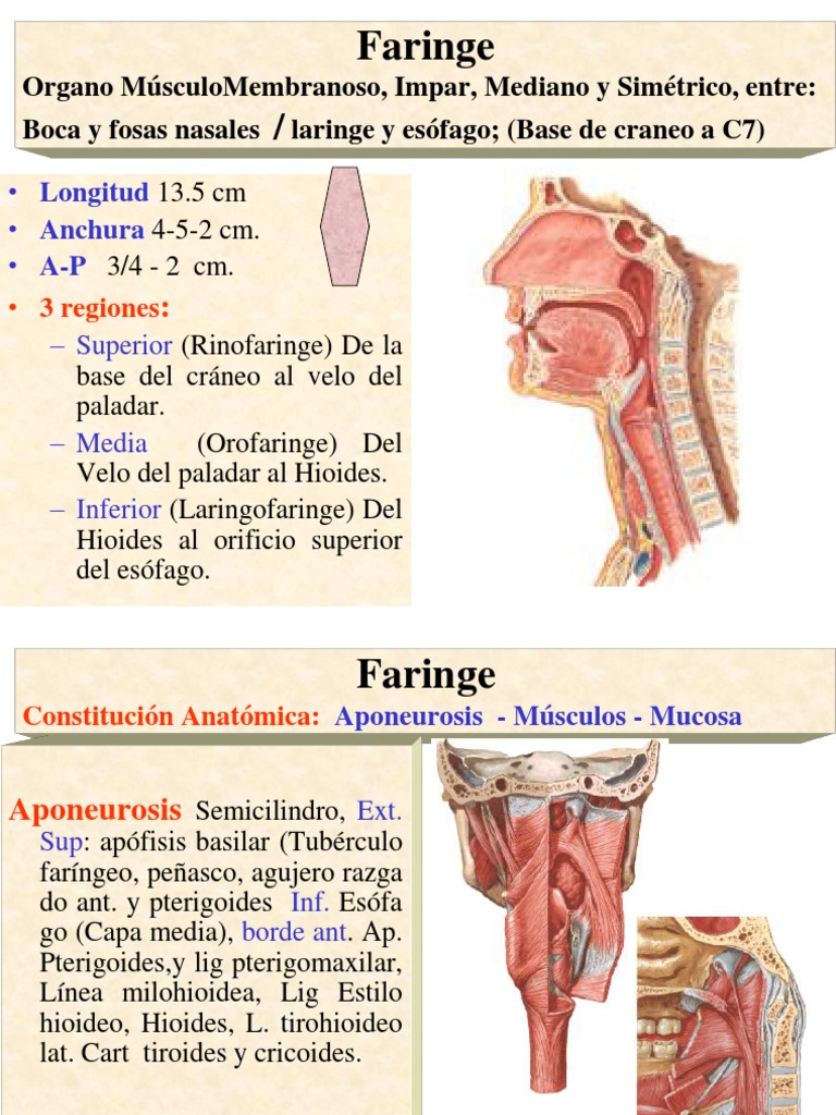 Faringe | PDF | Hogar, jardinería y bricolaje