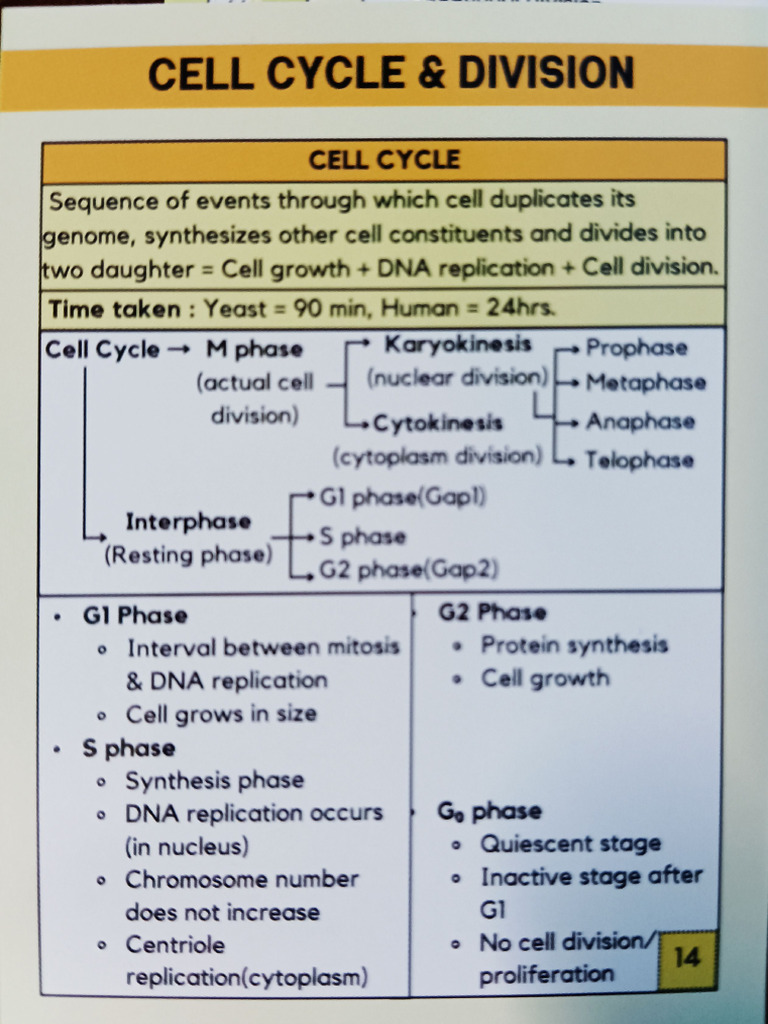 Selfstudys Com File | PDF