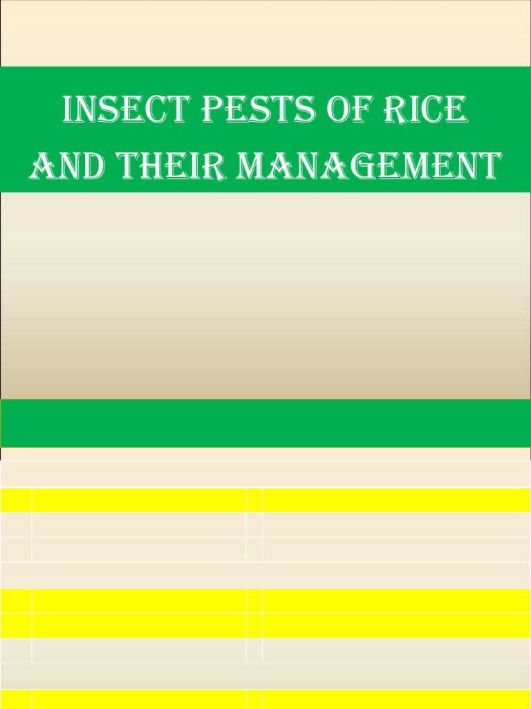 Rice Pests | PDF | Insects | Insects And Humans