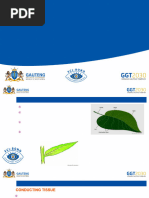 Plant Tissues Notes | PDF | Tissue (Biology) | Plant Stem