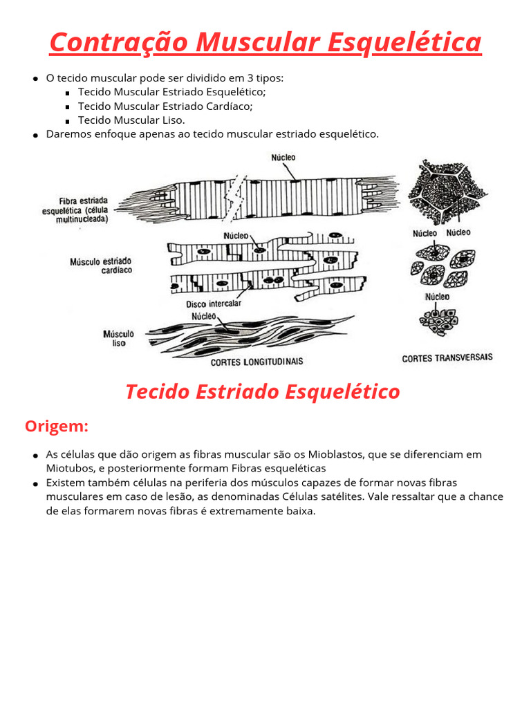 Etapas da Contração Muscular Esquelética | PDF | Músculo | Biologia Celular