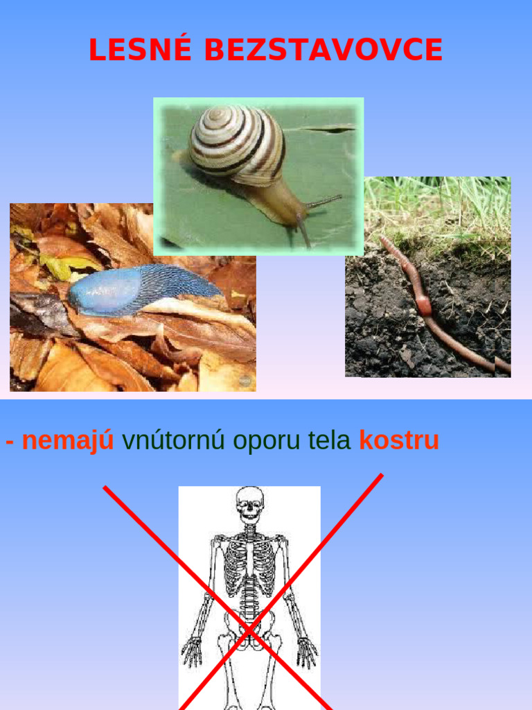 Lesné Bezstavovce 1.č.-Opakovanie | PDF