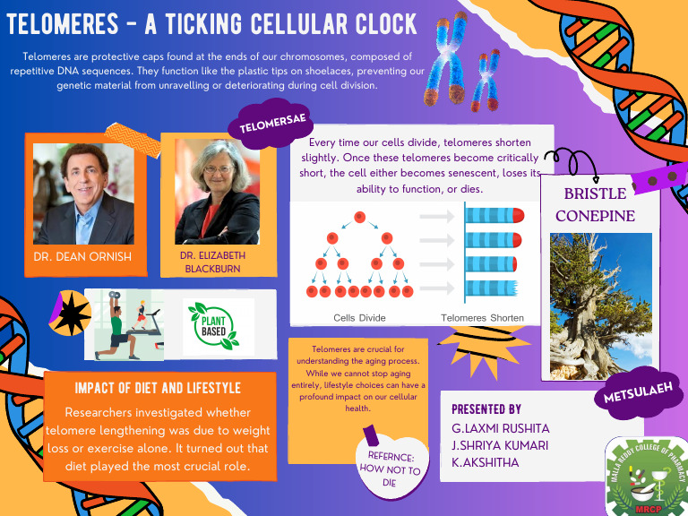 Telomeres - A Ticking Cellular Clock L | PDF | Telomere | Macromolecules