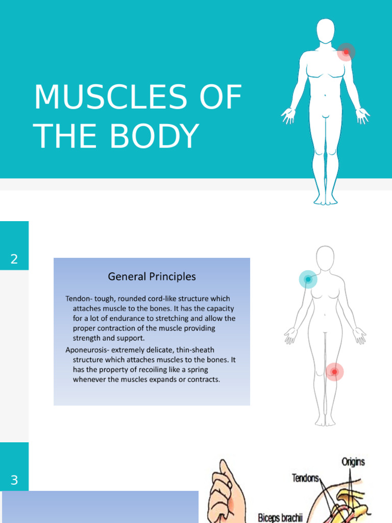 Week 9 Muscle Anatomy | PDF