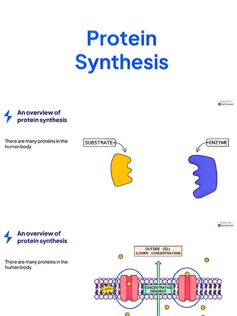 Protein Synthesis | PDF