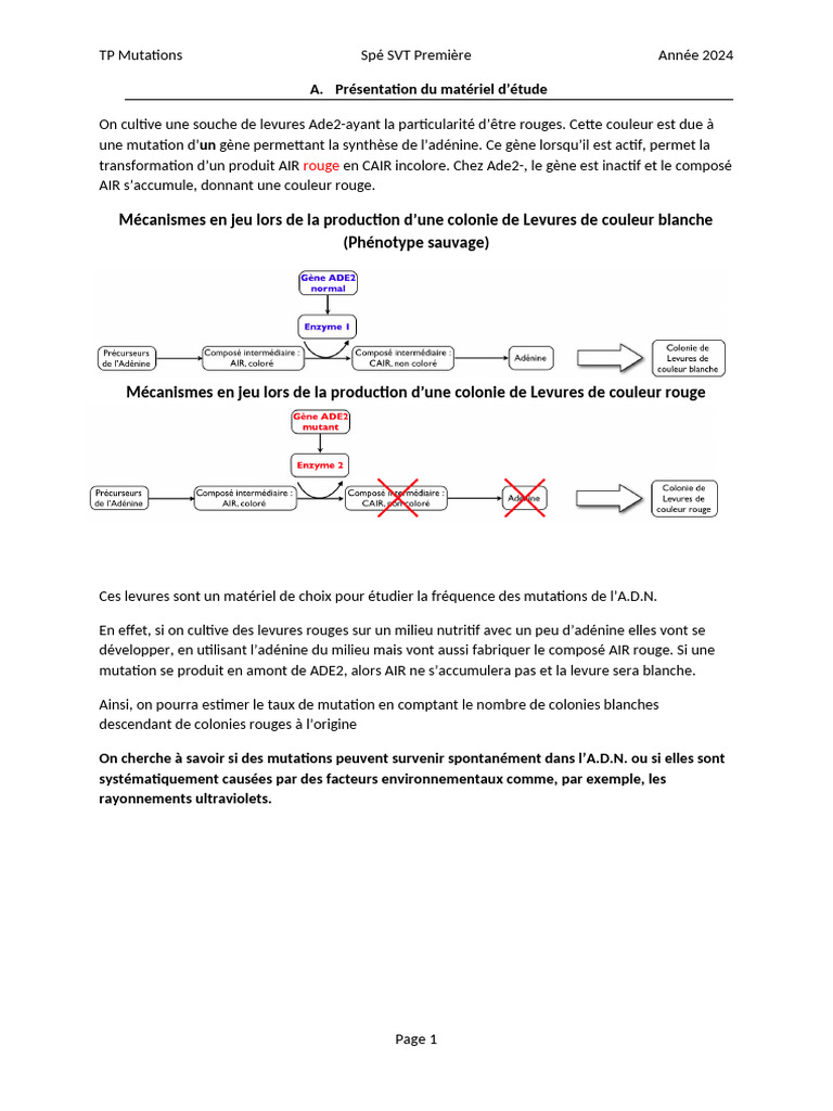 Étude des mutations de levures Ade2- | PDF | Mutation | Levure