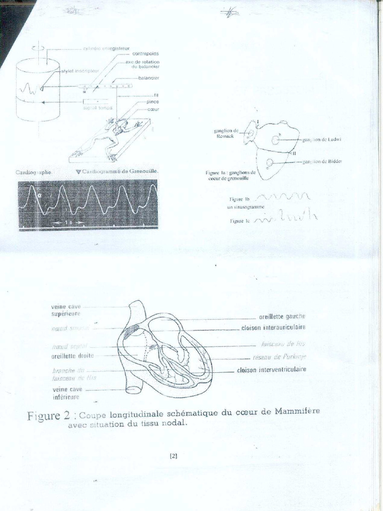 Automatisme Cardiaque P 2 | PDF