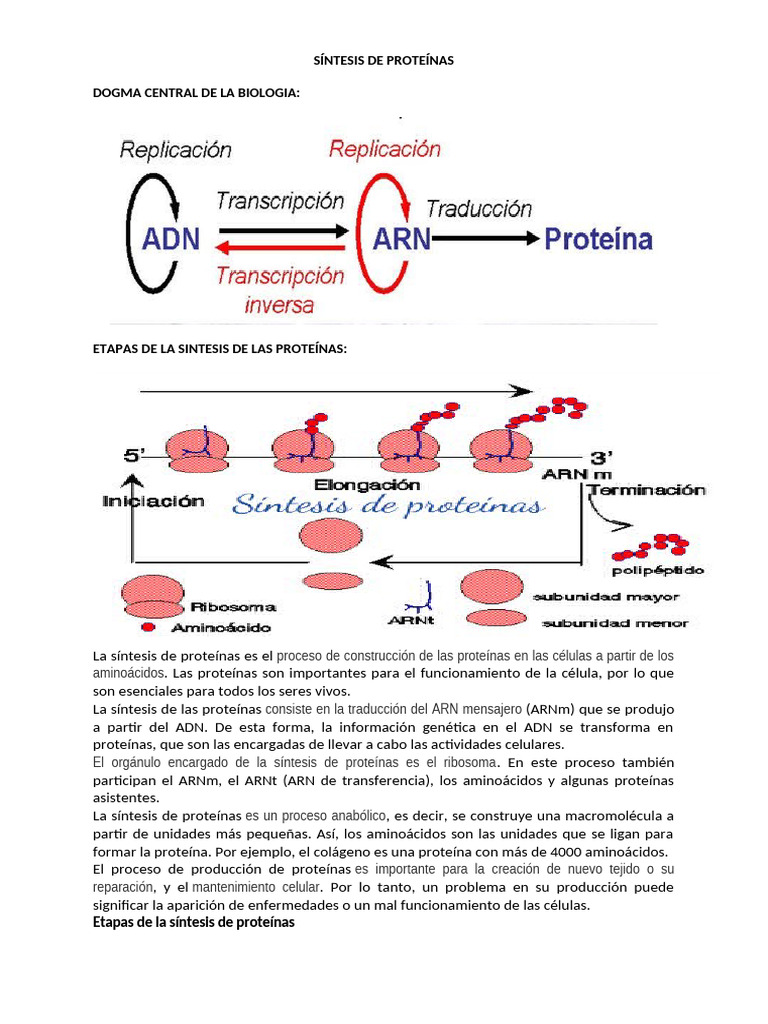 Síntesis de Proteínas | PDF | Traducción (biología) | Codigo genetico