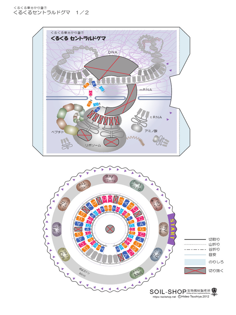 Kurukuru Central Dogma | PDF
