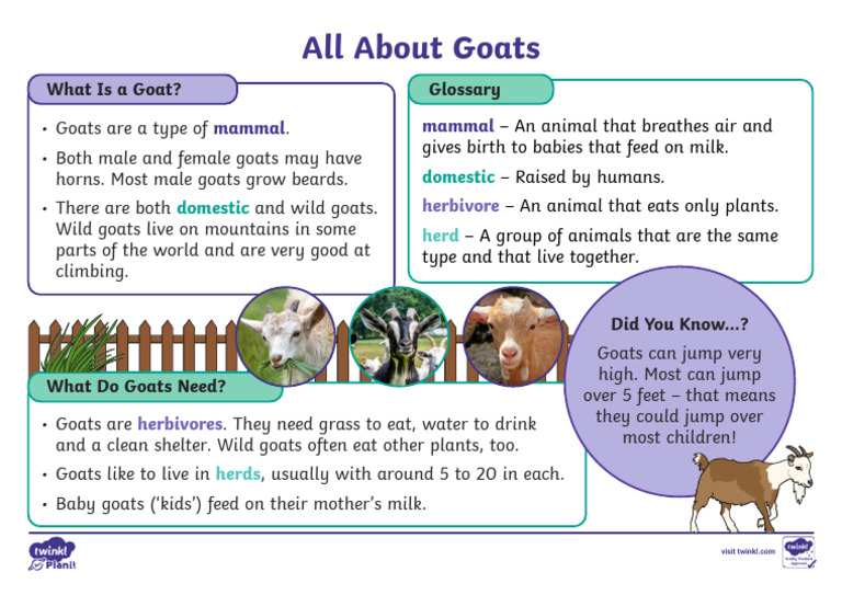 All About Goats | PDF