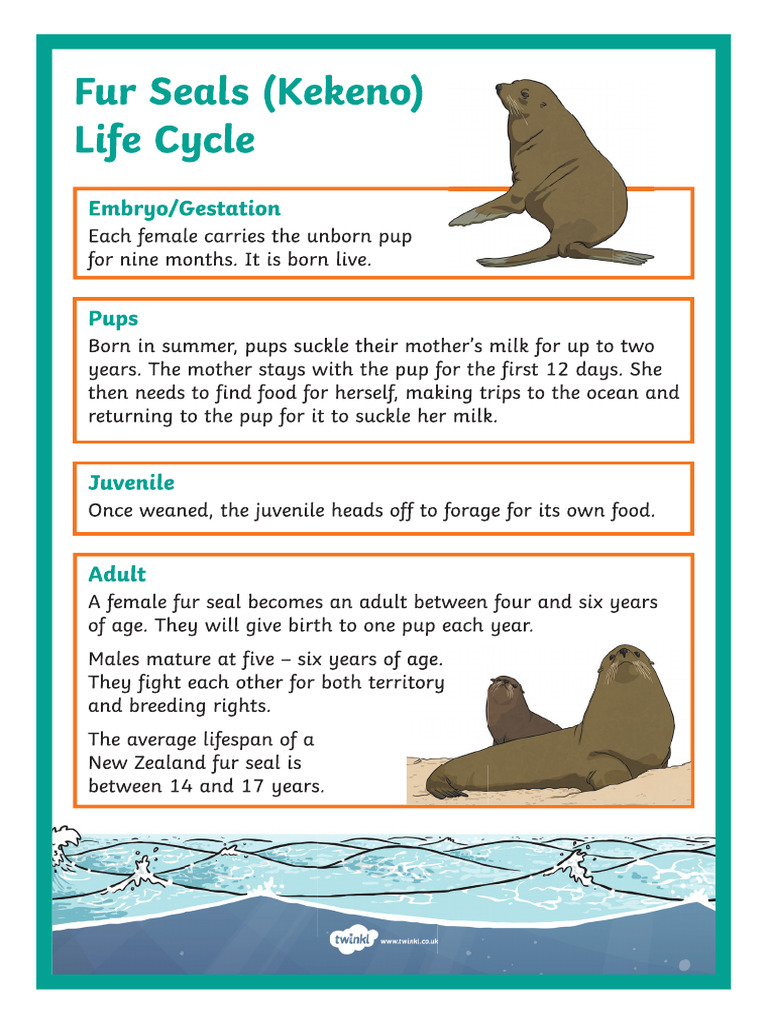 nz2-t-57-nz-fur-seal-kekeno-life-cycle-display-poster_ver_3 | PDF
