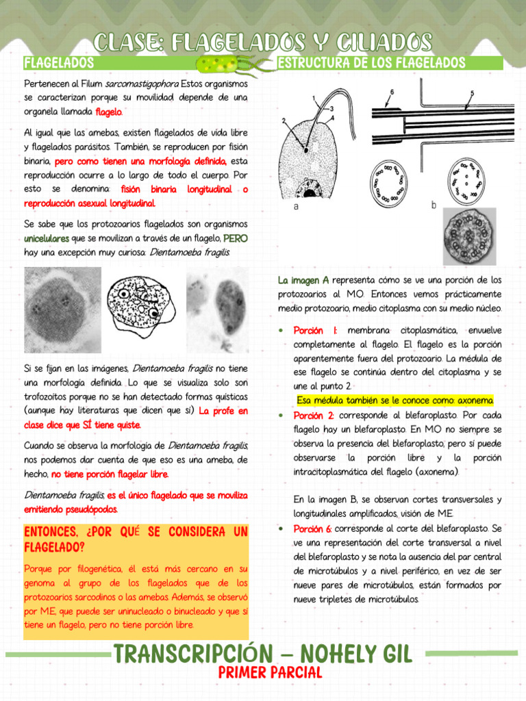 PARCIAL I. CLASE 4. Flagelados y ciliados (1) | PDF | Biología