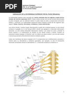 Miotomas - Definición y Pruebas - Kenhub | PDF | Codo | Neuroanatomía