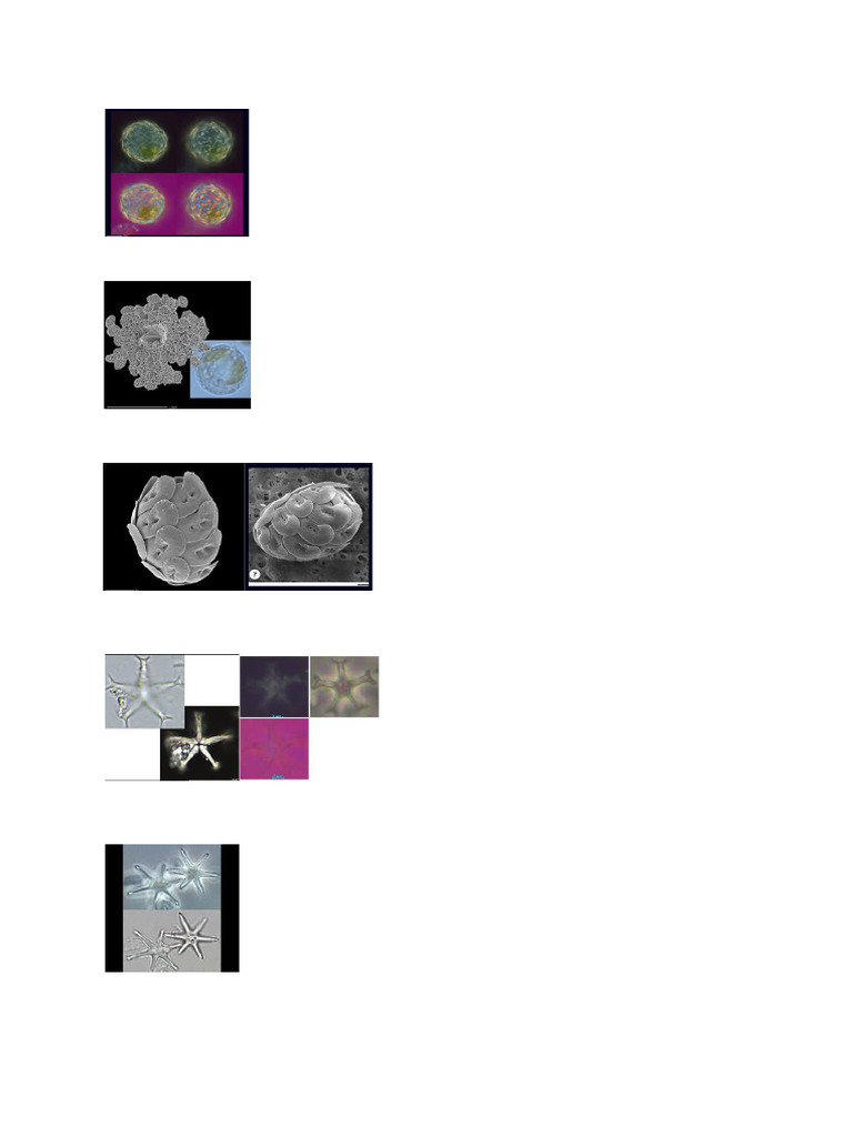 TP Prak Mikropal Nannofossil | PDF