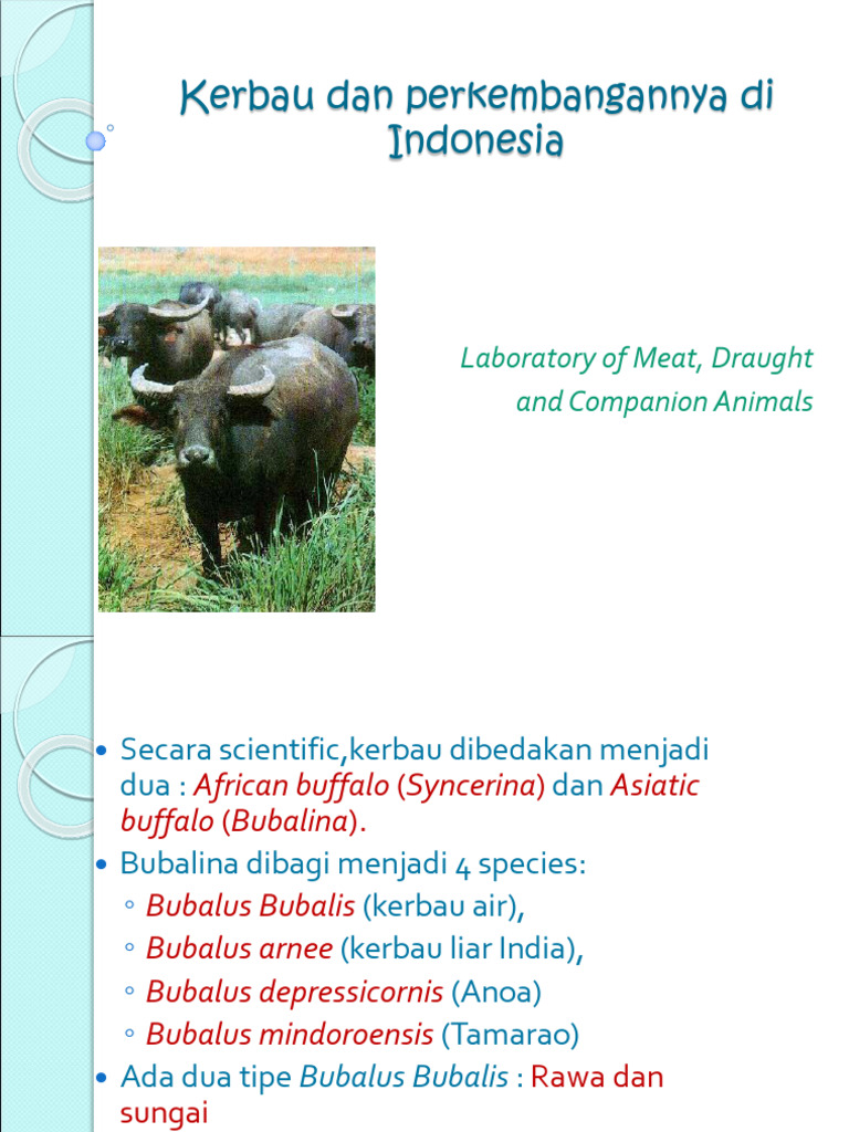 Kerbau Dan Perkembangannya Di Indonesia | PDF